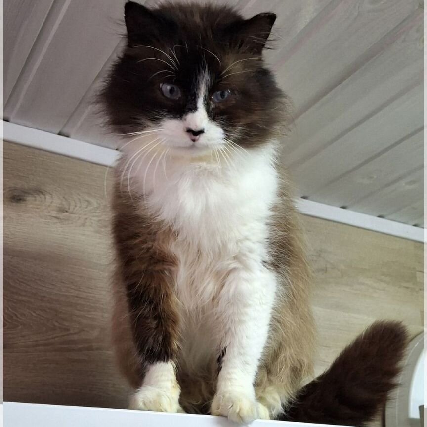 Невский маскарадный, взрослый кот