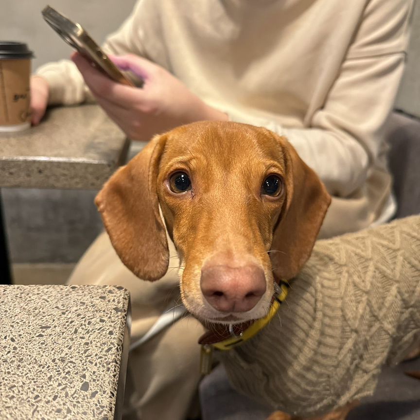 Такса модель для съемок