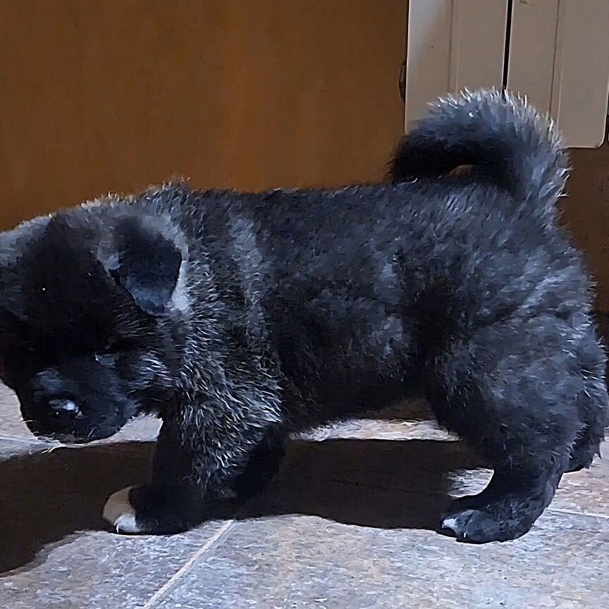 Американская акита, щенок