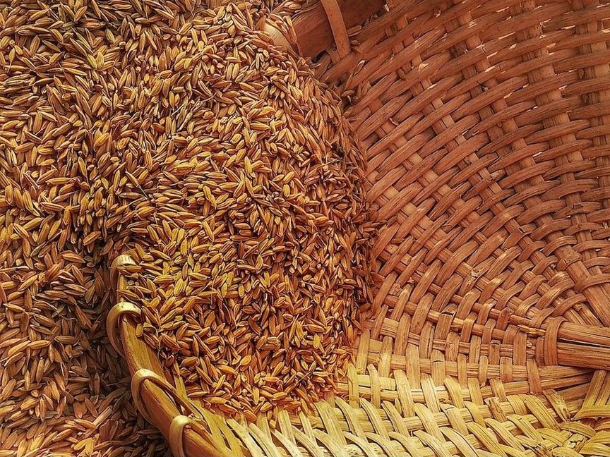 Зерно пшеница