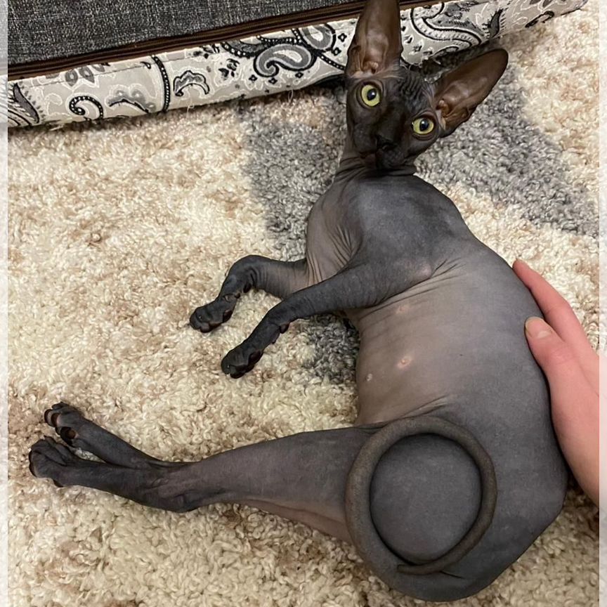 Канадский сфинкс