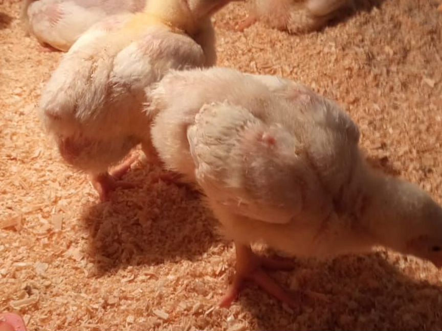 Цыплята бройлеры подрощенные