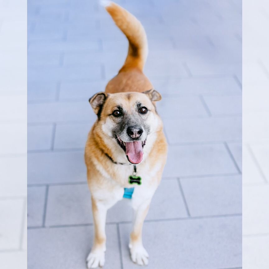 Взрослый пёс в добрые руки