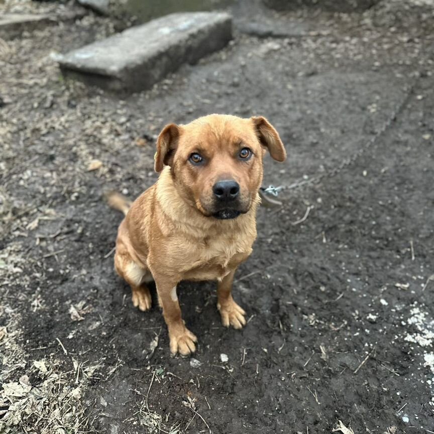 Собака в добрые руки