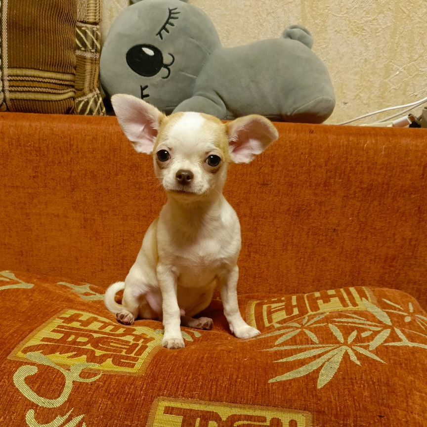 Чихуахуа мини