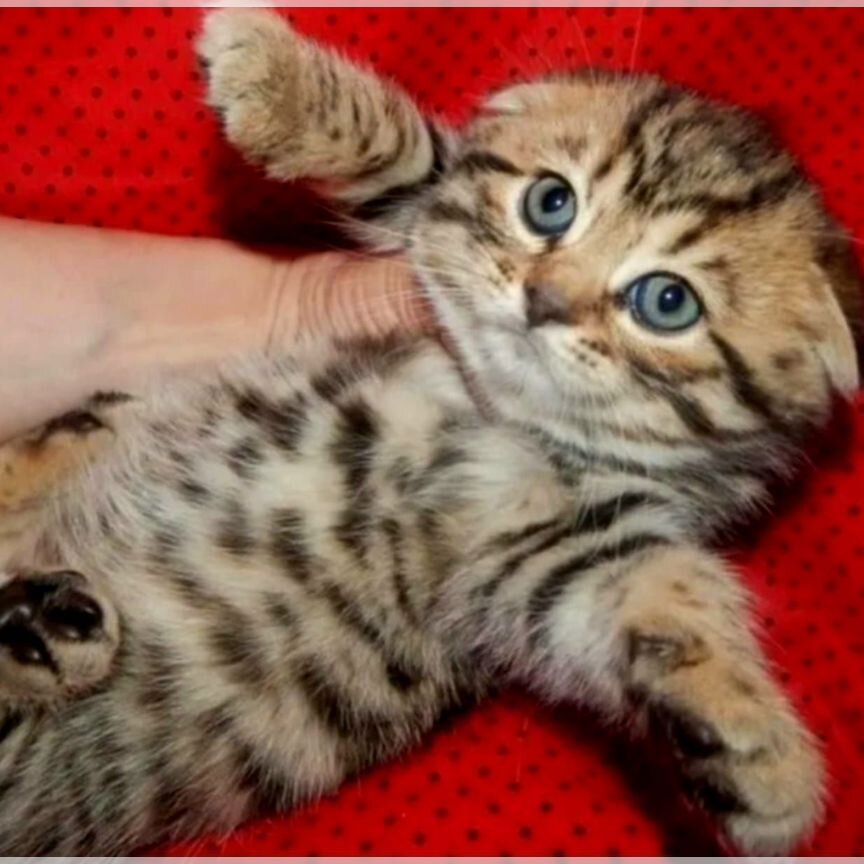 Тигровые Вислоухие Плюшки)