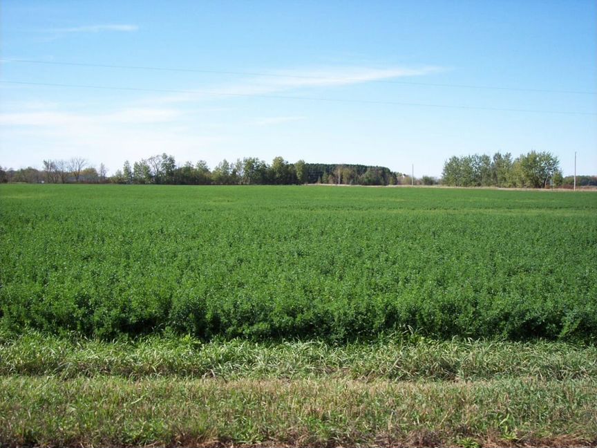 Сено люцерны