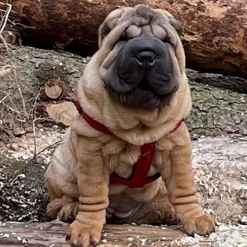 Маленькие звёздочки