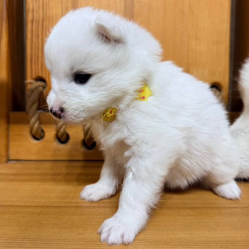 Самоедская собака, щенок