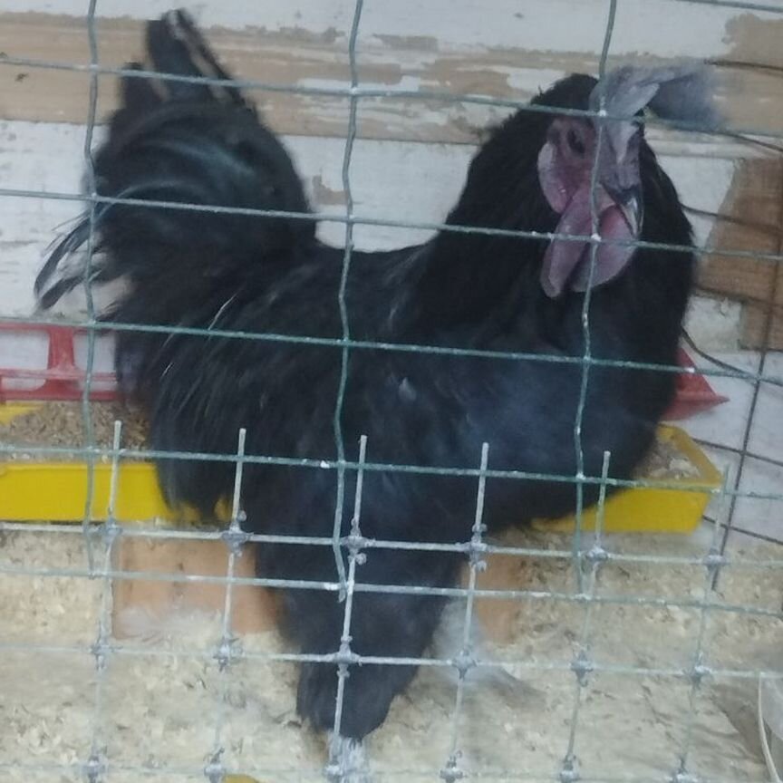 Обмен на петушка Араукана