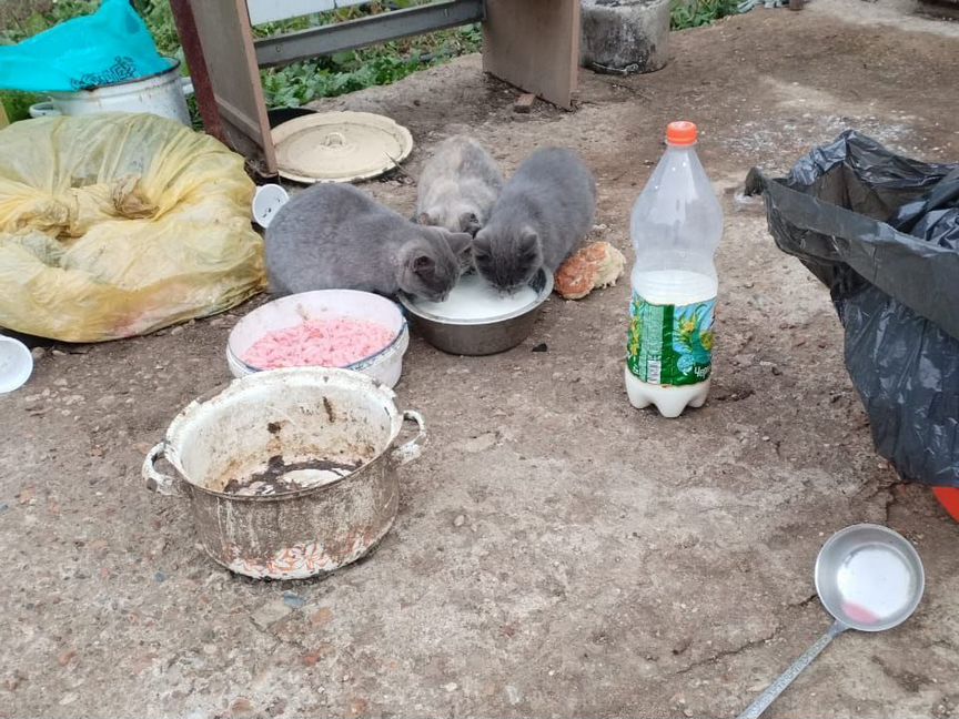 Отдам бесплатно
