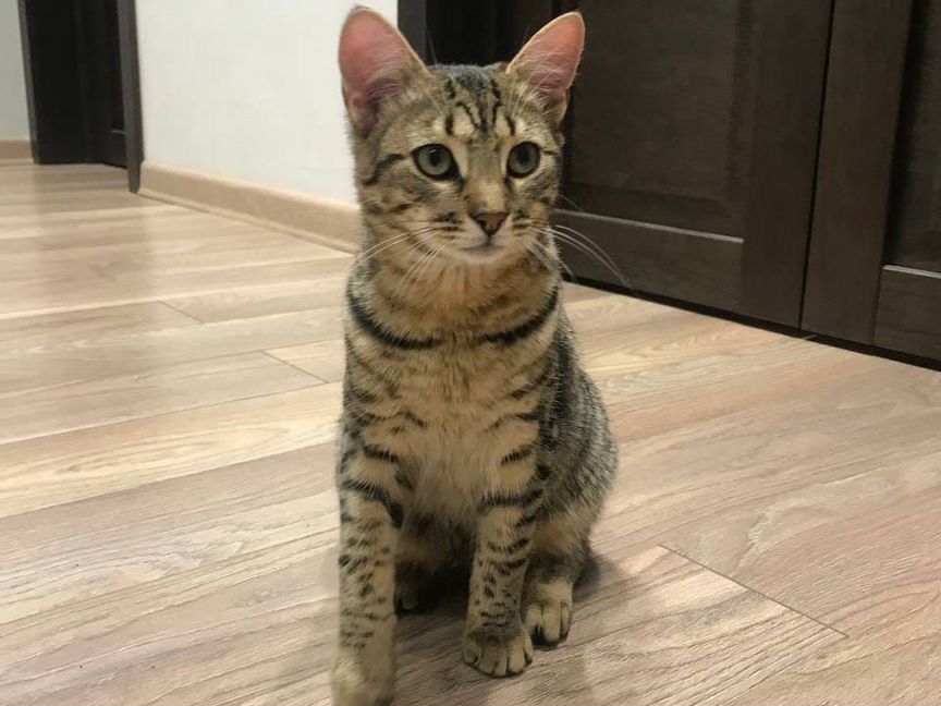 Кот смесь с бенгалом