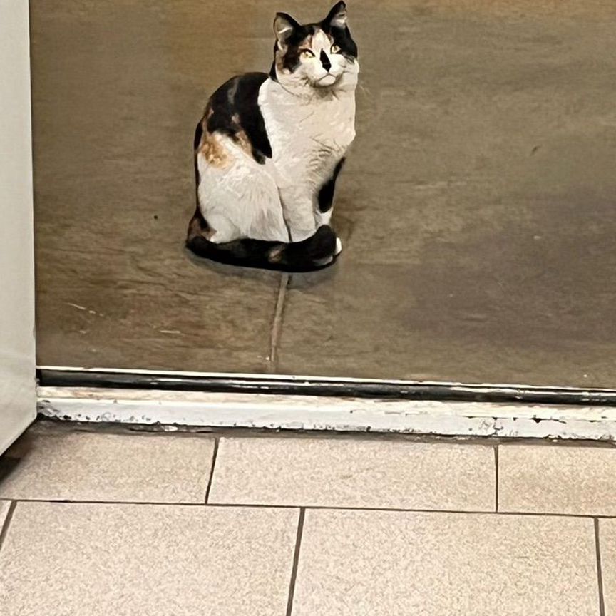 Молодая кошечкая ищет дом