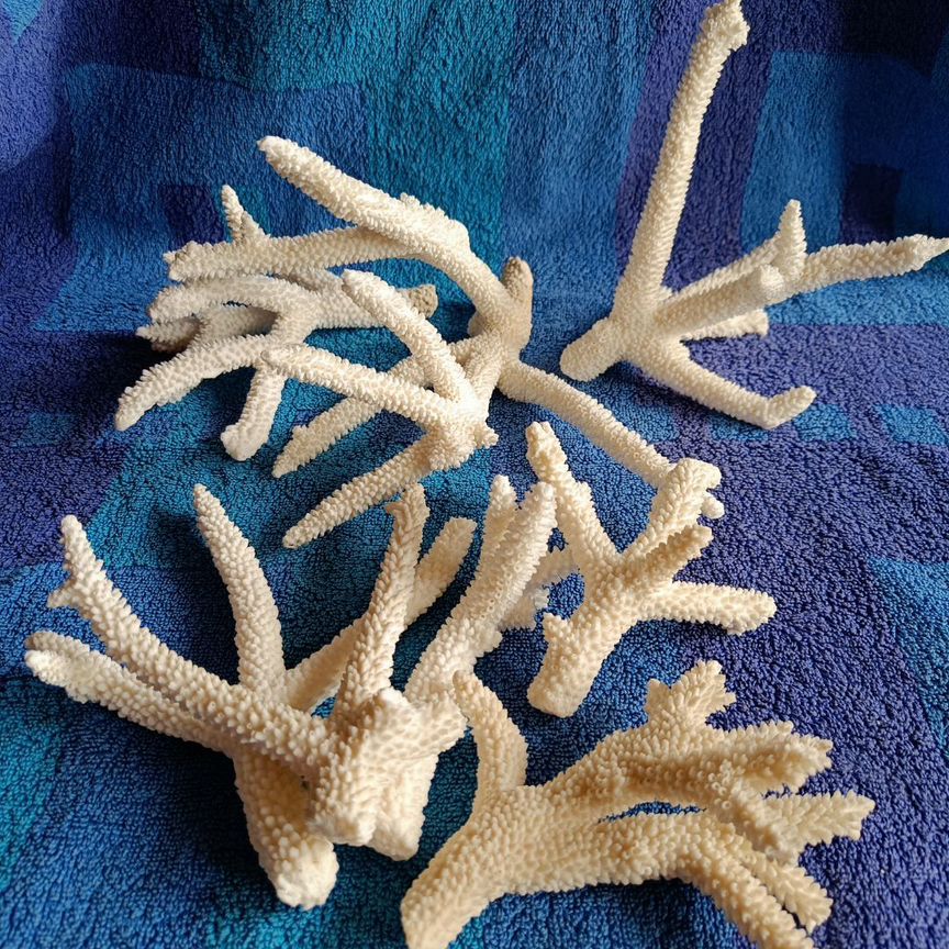 Кораллы Атлантический океан