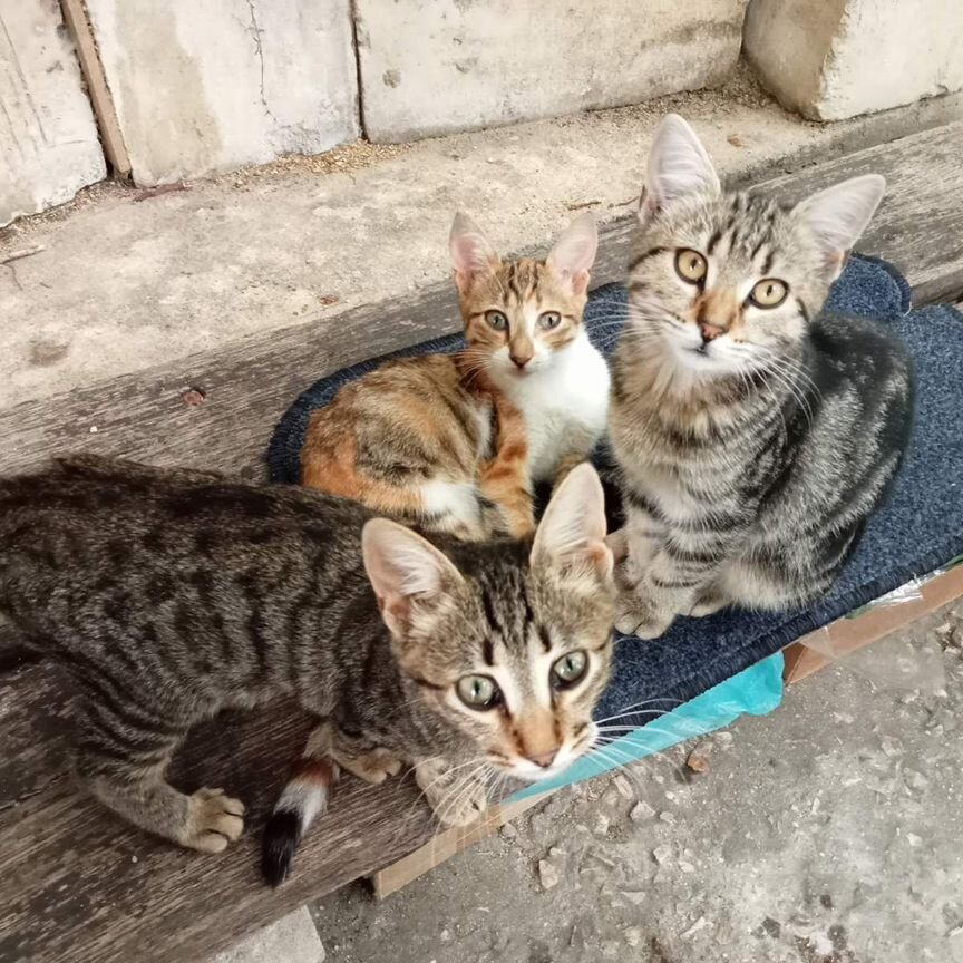 Котята в добрые руки даром девочки