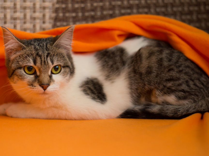 Добрая кошка, ищет дом