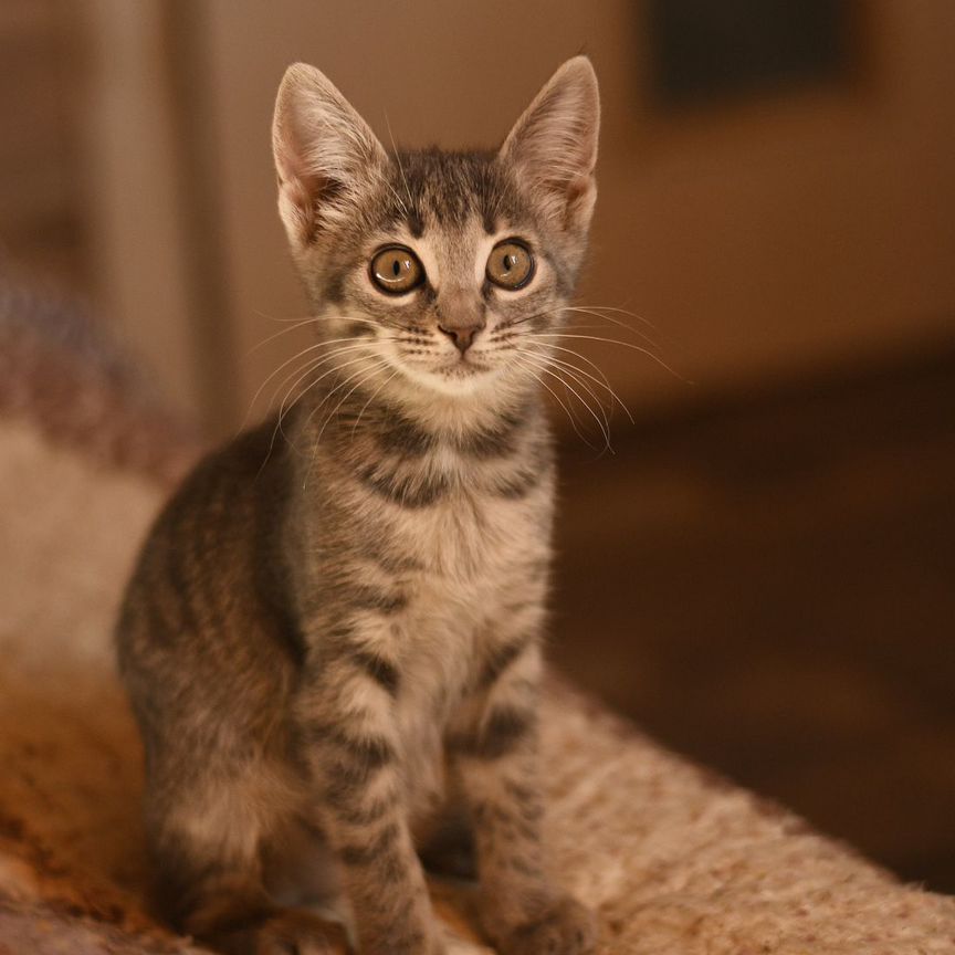 Котенок Лея ищет семью