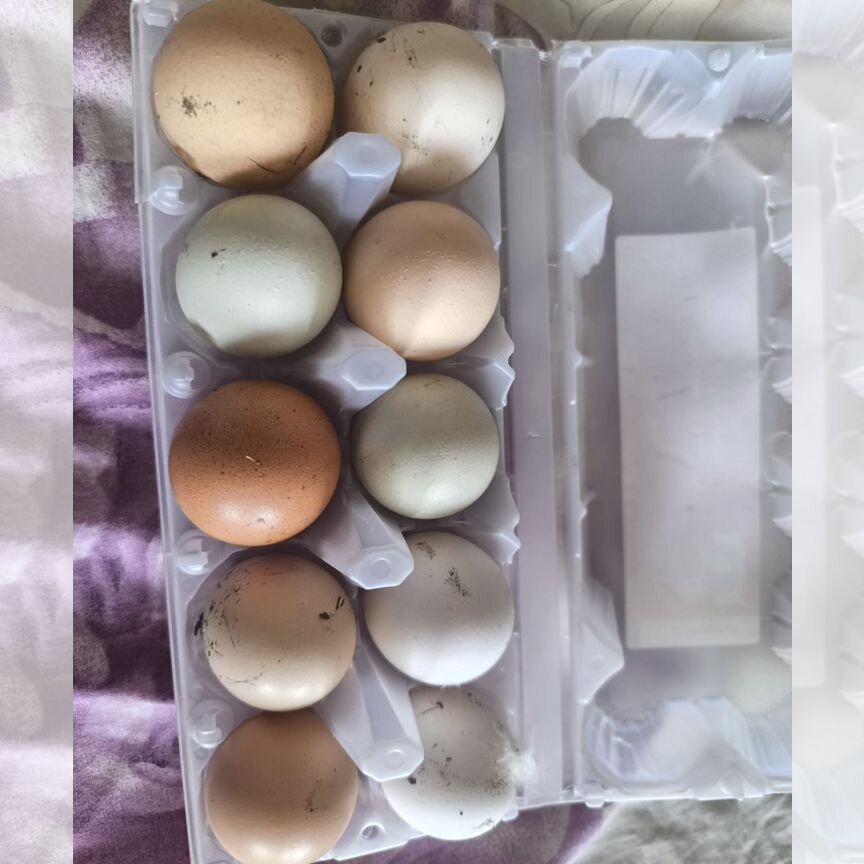 Инкубационное яйцо кур несушек