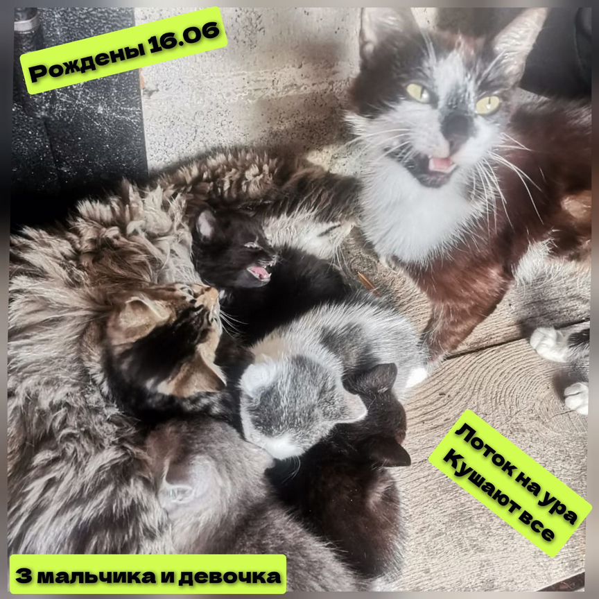 Отдам котят