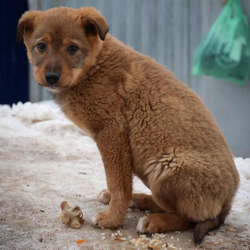 Пристраиваются щенки