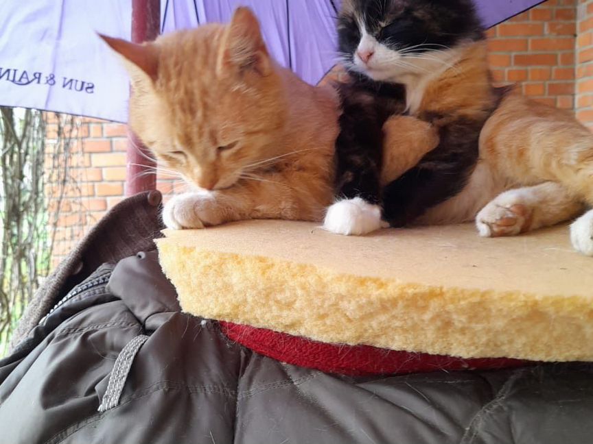 Котику и кошечке нужен дом, их выгнали на улицу