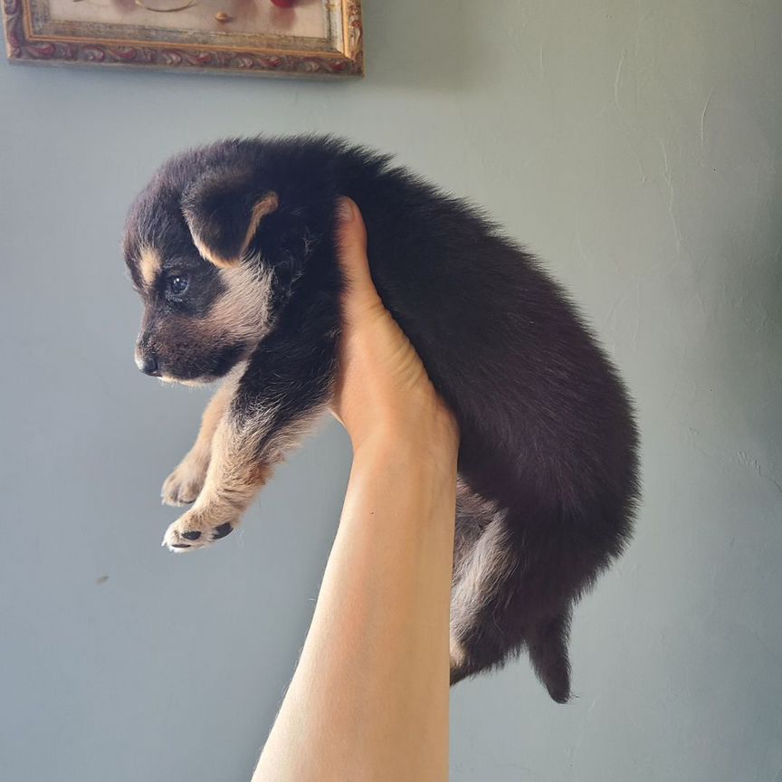 Спасена из отлова. 1 месяц девочка