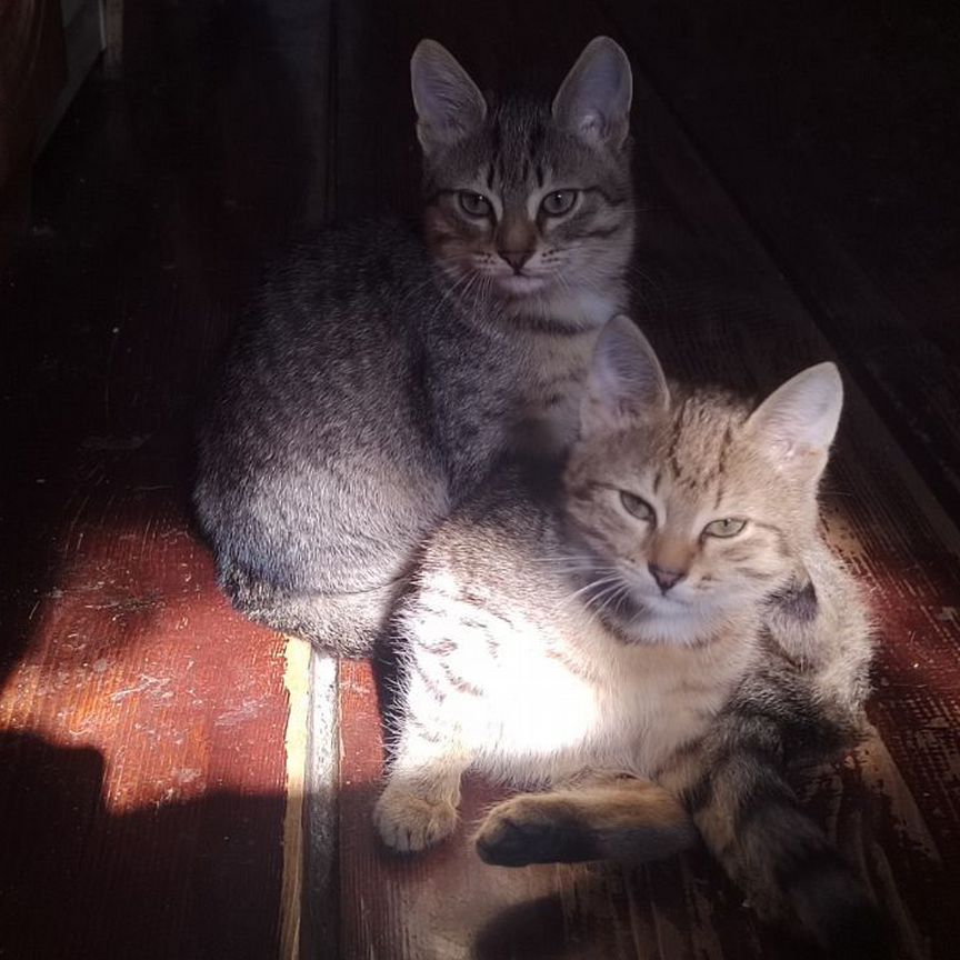 Котята в добрые руки