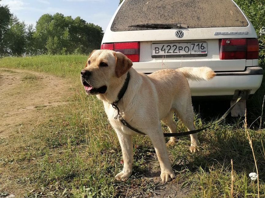 Лабрадор на вязку