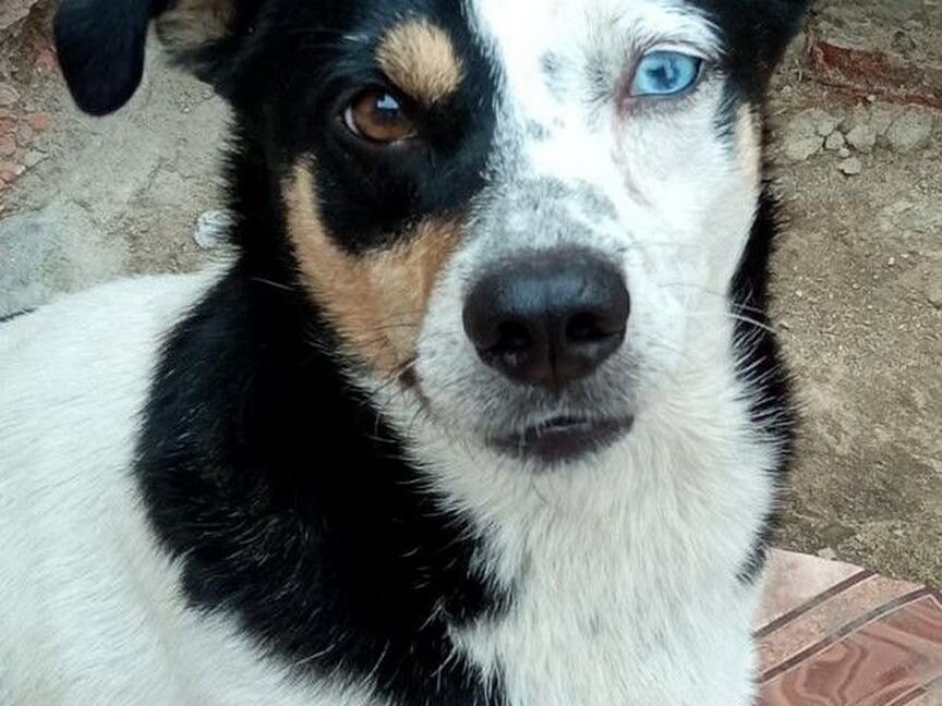 Собака в добрые руки