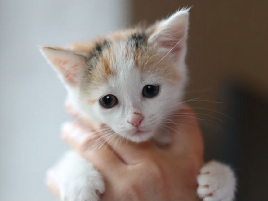 Трёхцветный котёнок девочка