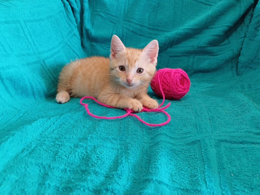Игривый рыжий котенок