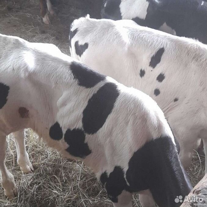 Бычки и быки