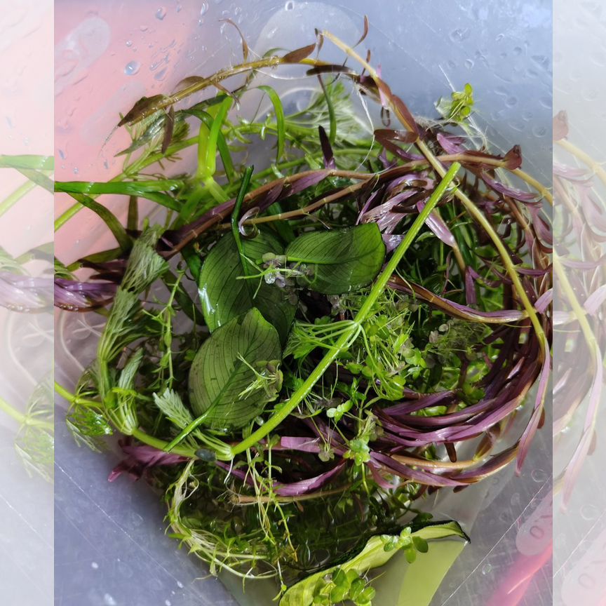 Не большая прополка