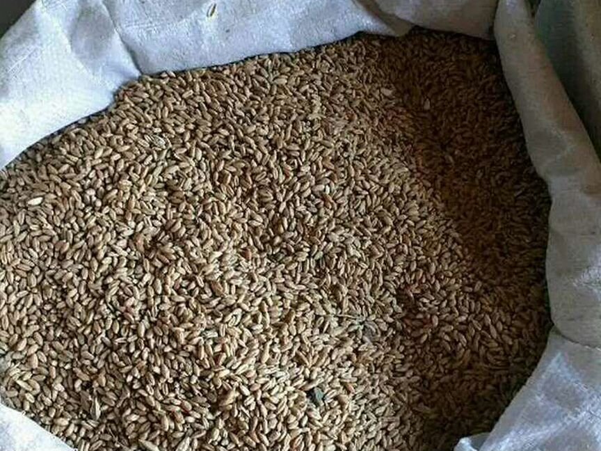 Фураж (ячмень)