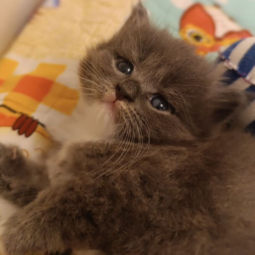 Котёнок в добрые руки