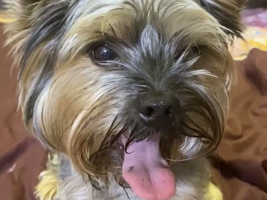 Йоркширский терьер вязка