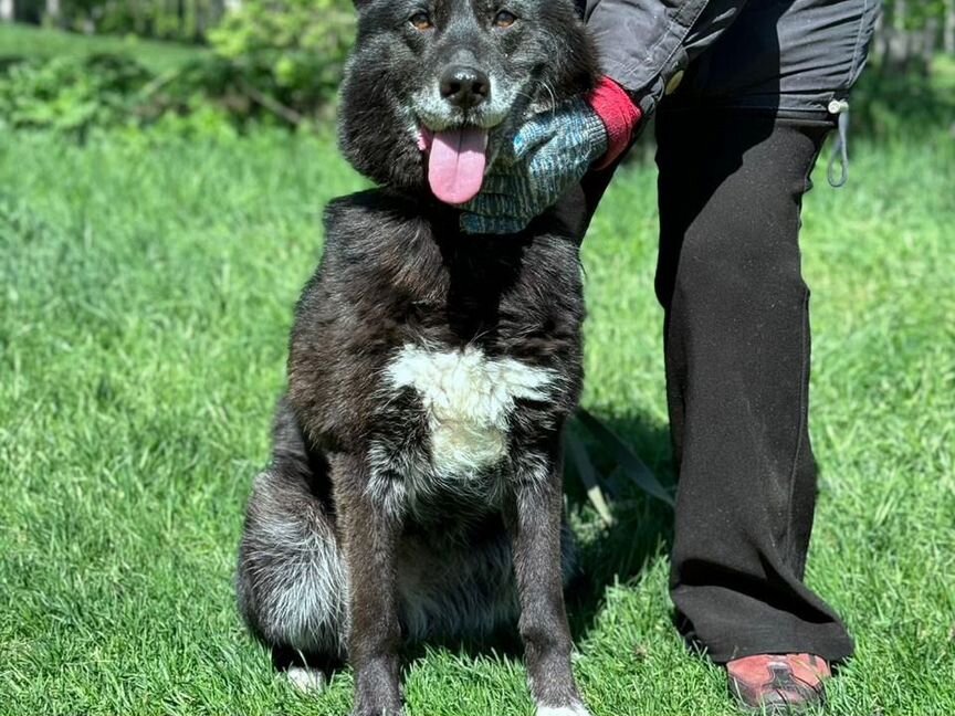 Красавица Наоми