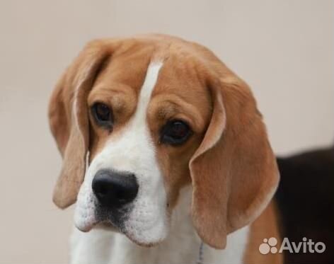 Бигль ищет дом