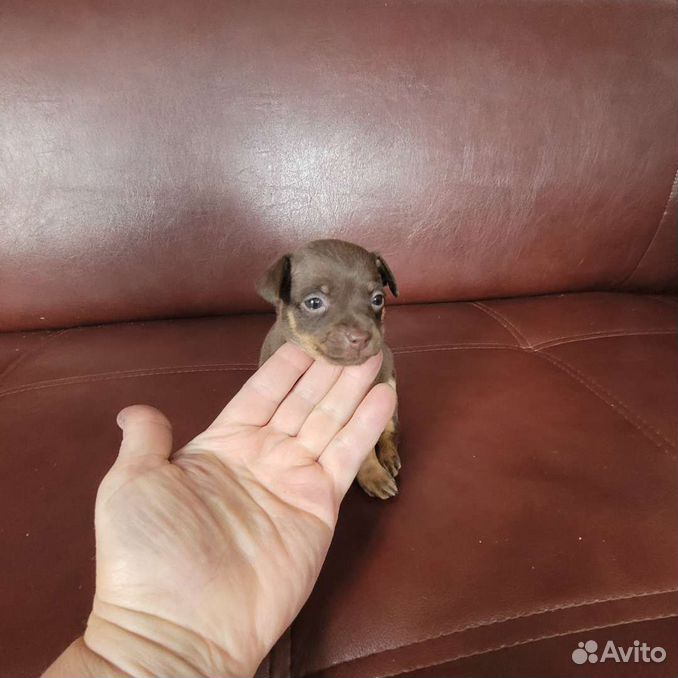 Мини той-терьер щеночки