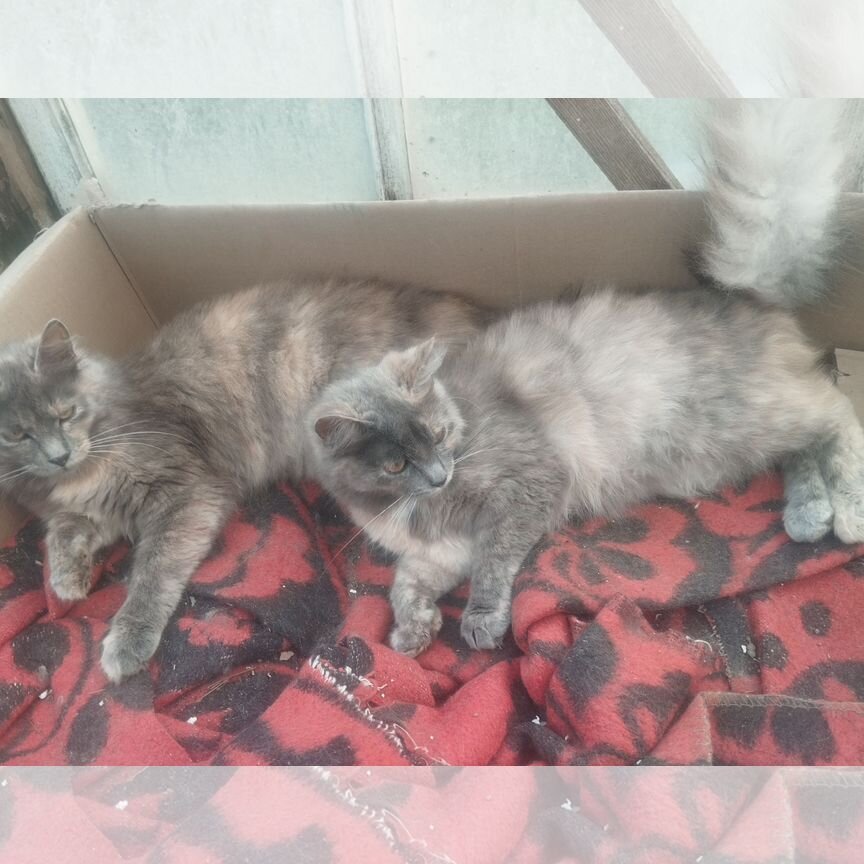 Взрослая, кошка в добрые руки