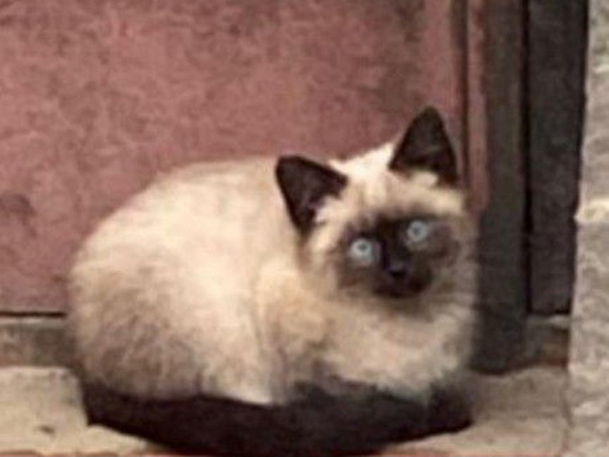 Котёнок тайский или бирманский, найден на улице
