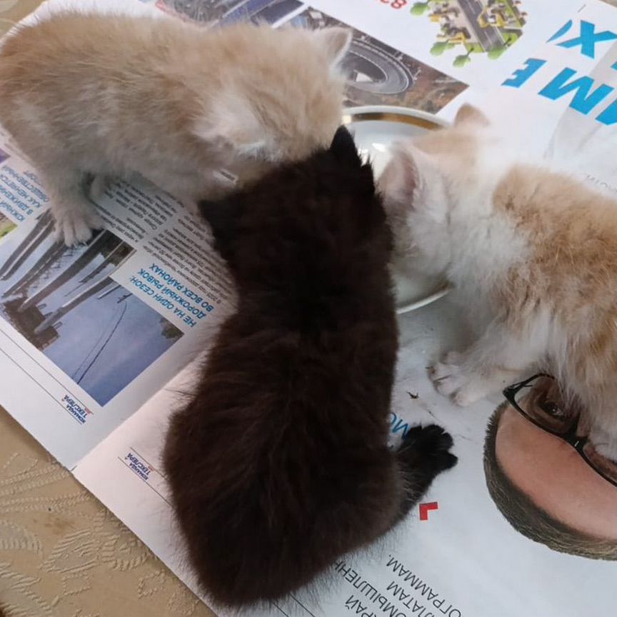 Котёнок в добрые руки