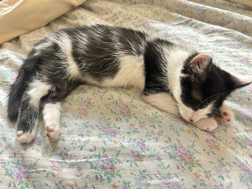 Котенок