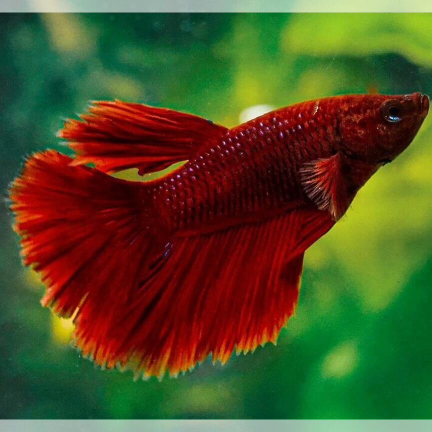 Рыбка петушок с аквариумом