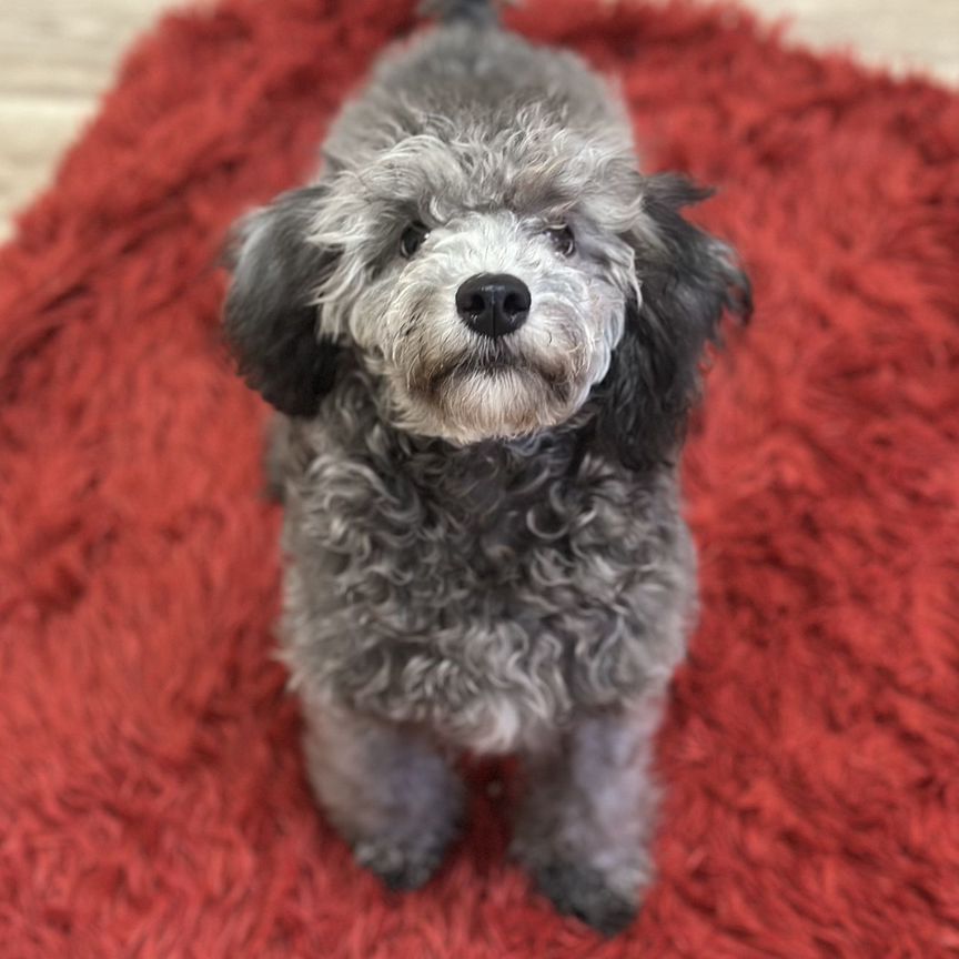 Пудель, щенок