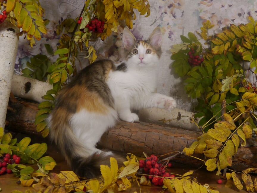 Котята породы норвежская лесная