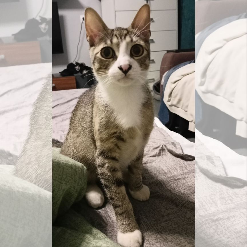 Котик ищет любящих хозяев