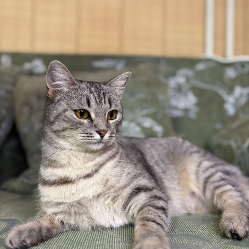 Кошка