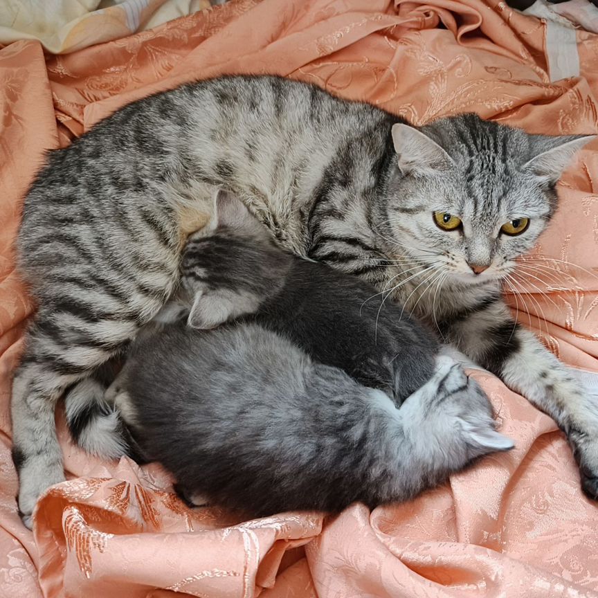 Шотландский прямоухий короткошёрстный котёнок