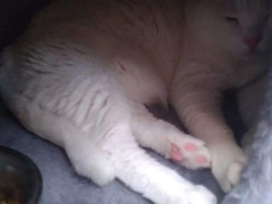 Кошки